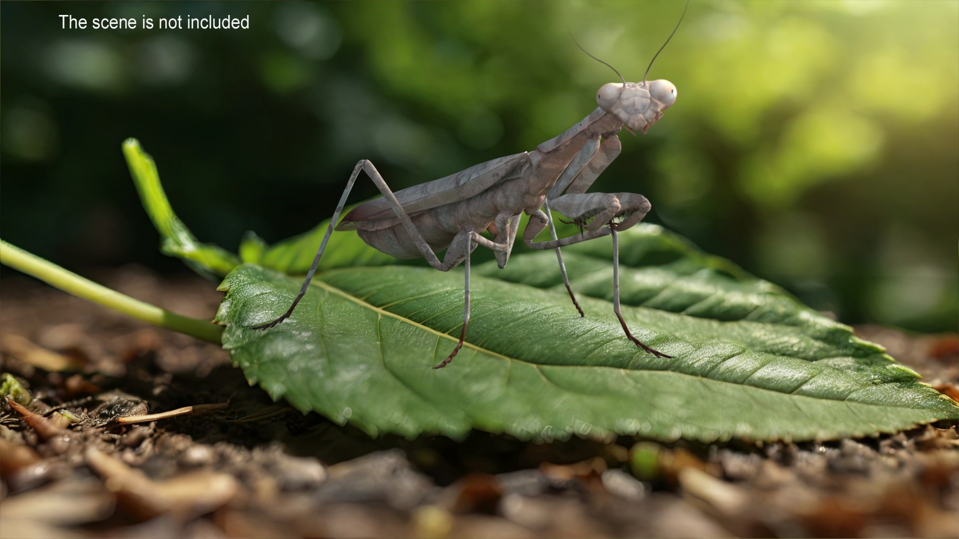 3D Realistic Praying Mantis - TurboSquid 2225196