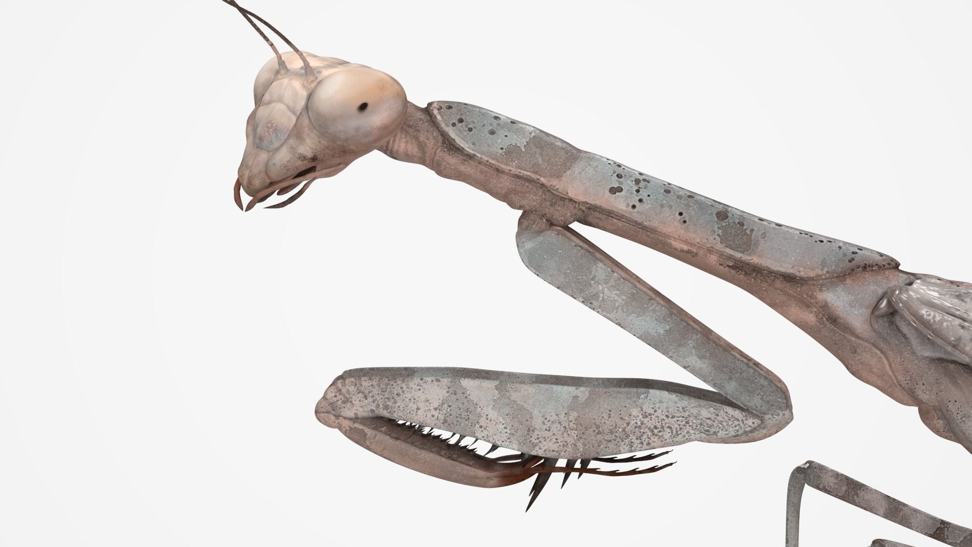 3D Realistic Praying Mantis - TurboSquid 2225196