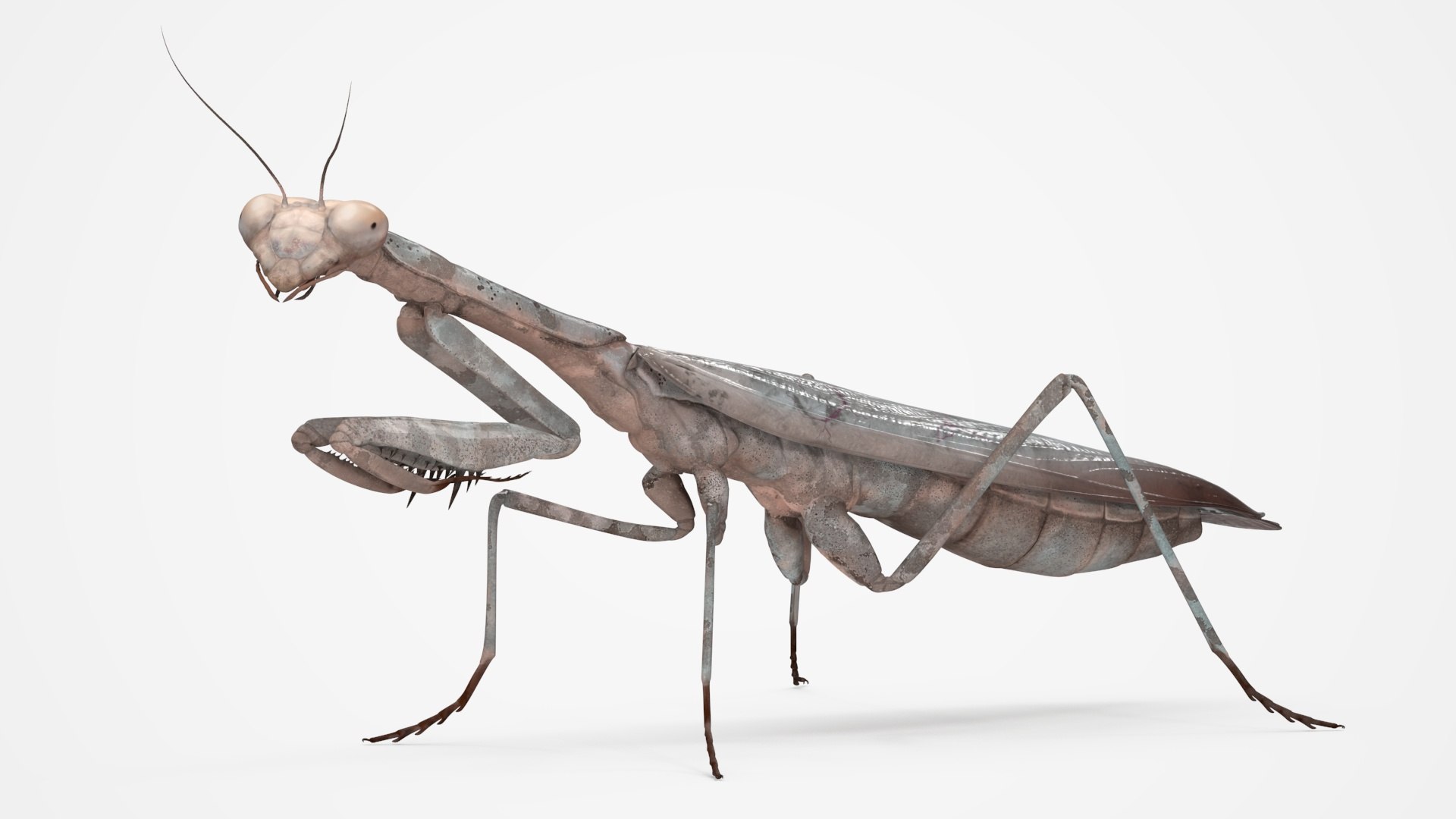 3D Realistic Praying Mantis - TurboSquid 2225196