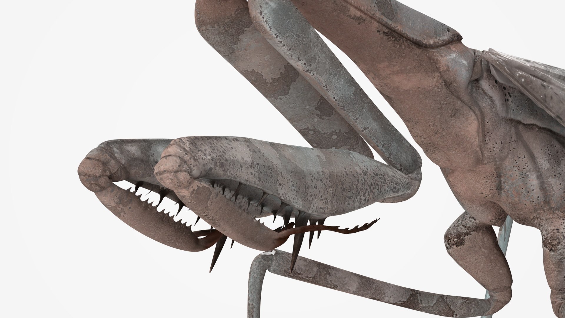 3D Realistic Praying Mantis - TurboSquid 2225196