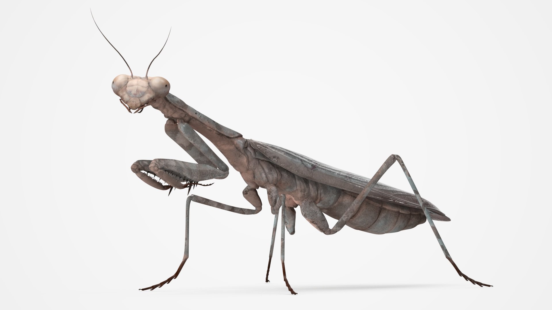 3D Realistic Praying Mantis - TurboSquid 2225196