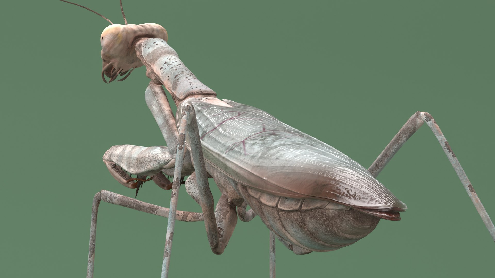 3D Realistic Praying Mantis - TurboSquid 2225196