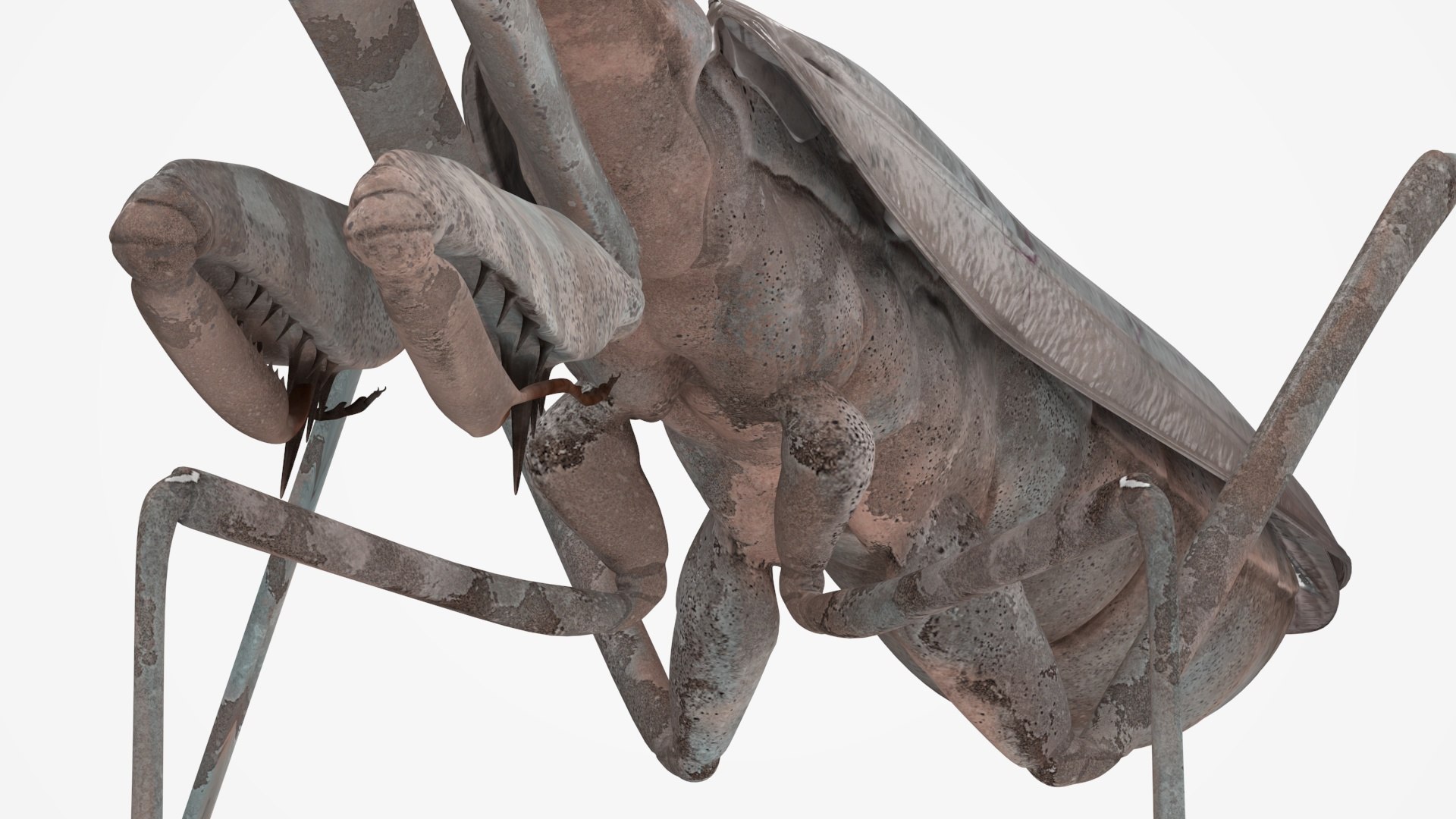 3D Realistic Praying Mantis - TurboSquid 2225196