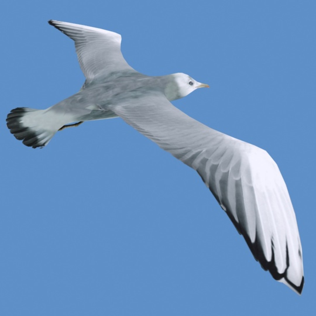 seagull animation 3ds
