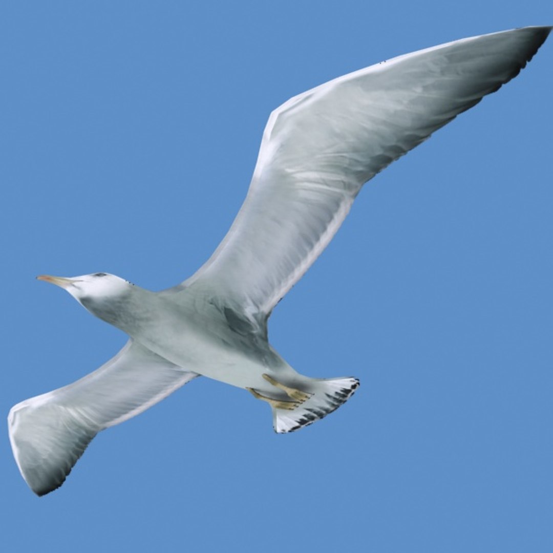 seagull animation 3ds