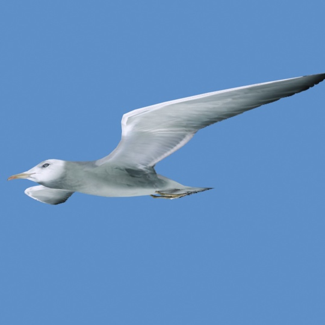 seagull animation 3ds