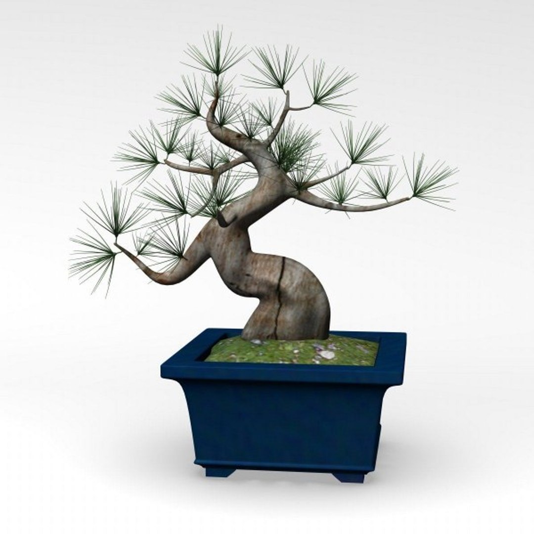 Bonsai Plant 3d Model