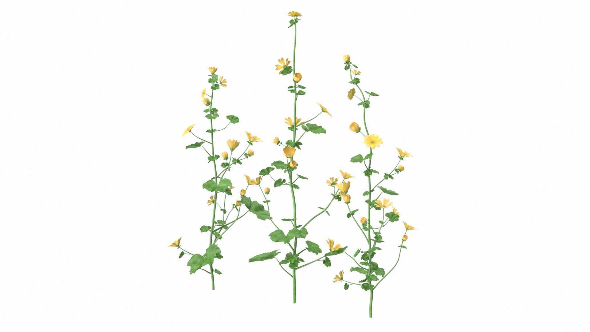 Wild Yellow Malva Set 3D - TurboSquid 1620969