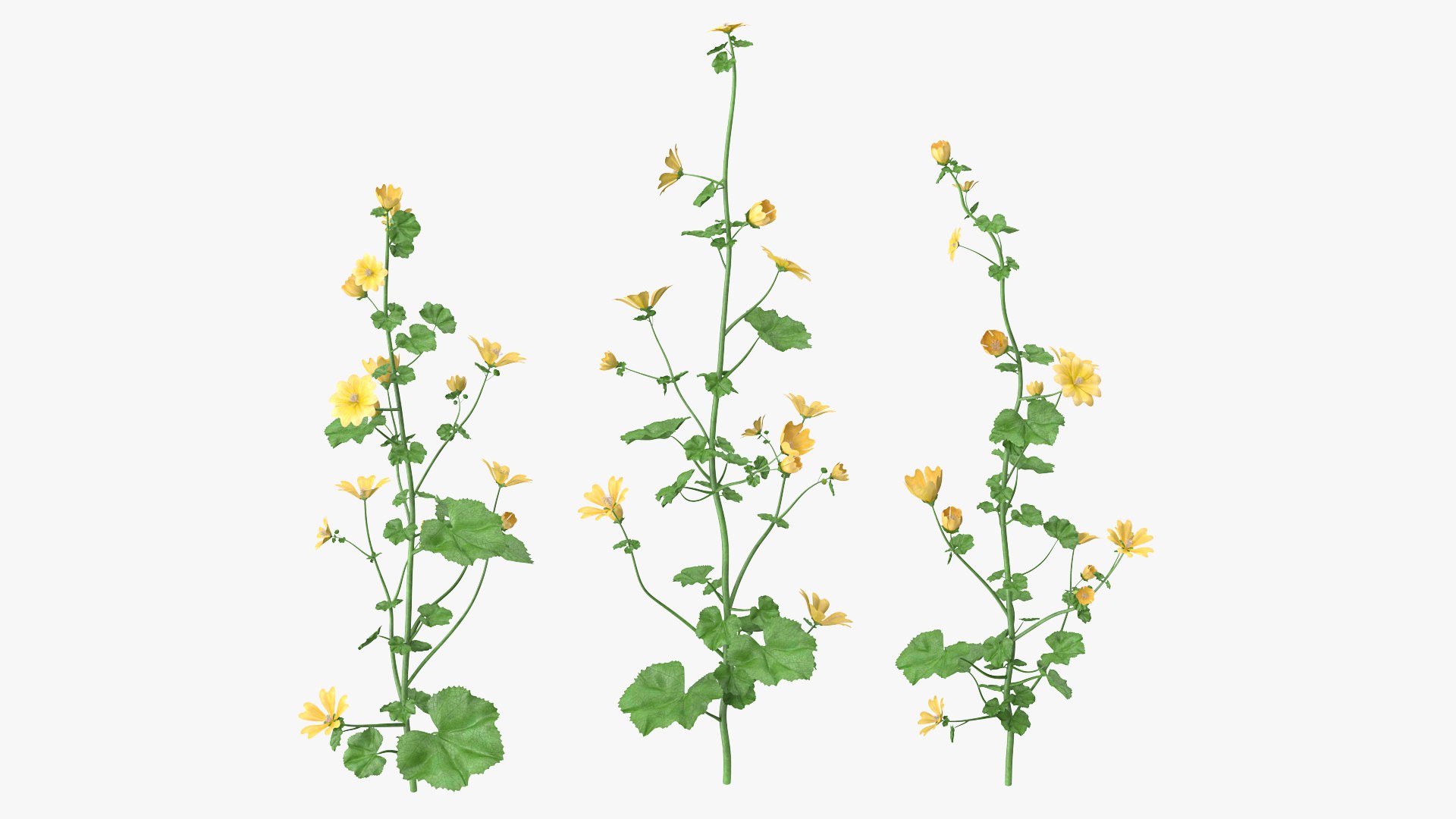 Wild yellow malva set 3D - TurboSquid 1620969