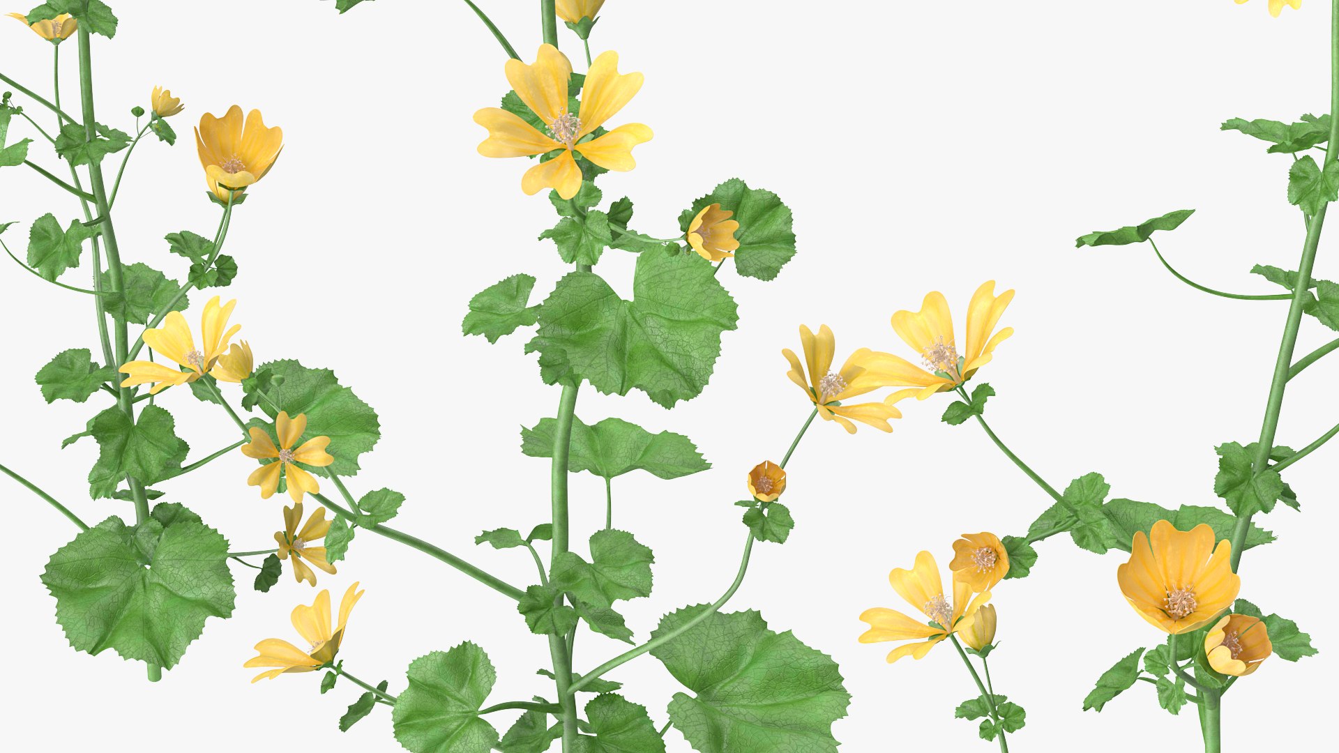 Wild Yellow Malva Set 3D - TurboSquid 1620969