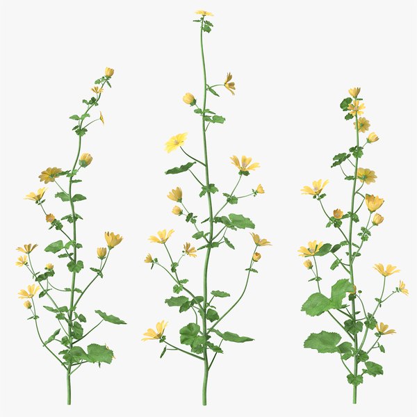 Wild yellow malva set 3D - TurboSquid 1620969