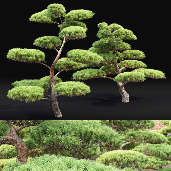 bonsai tree 3d max