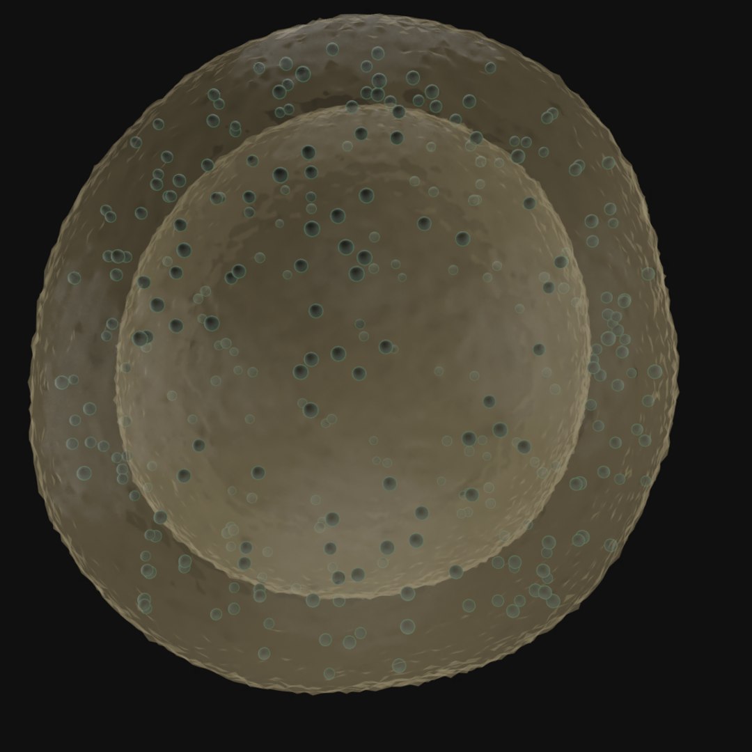 Red white blood cell 3D model - TurboSquid 1547237