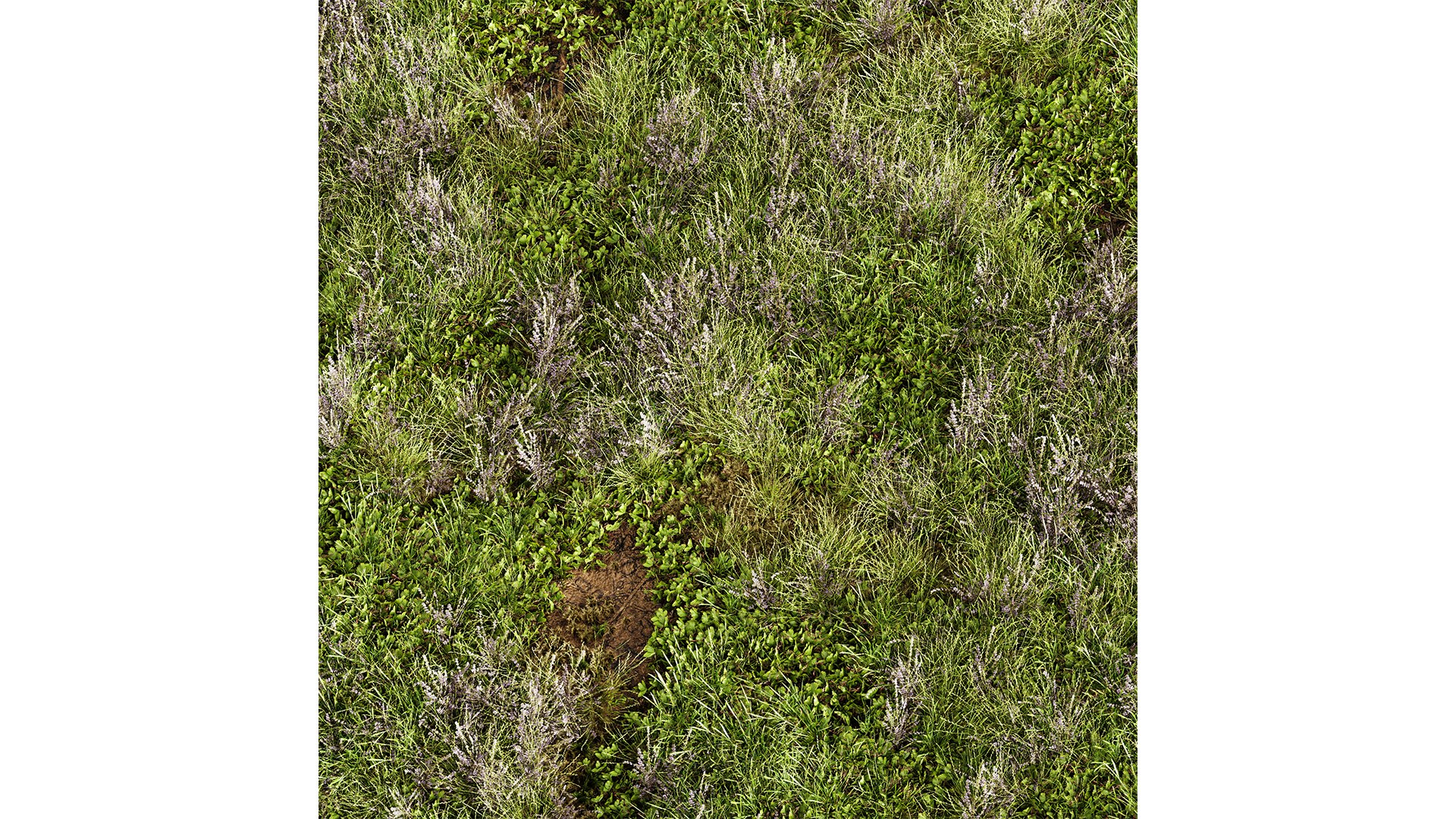 Meadow Lawn Grassland Set 001 Model - TurboSquid 2248895