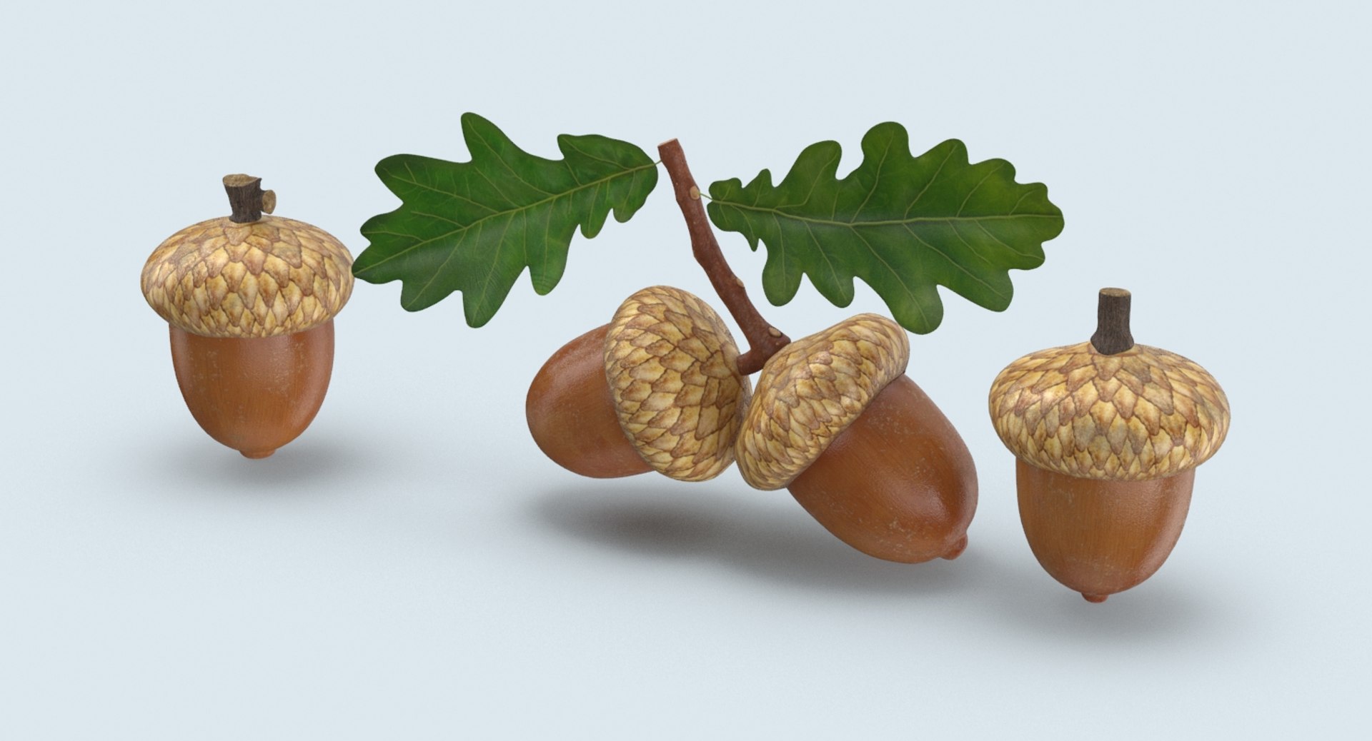 Acorns 3D - TurboSquid 1335138