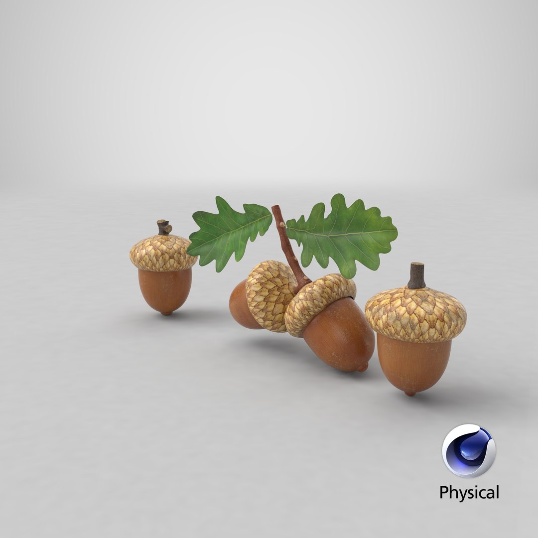 Acorns 3D - TurboSquid 1335138