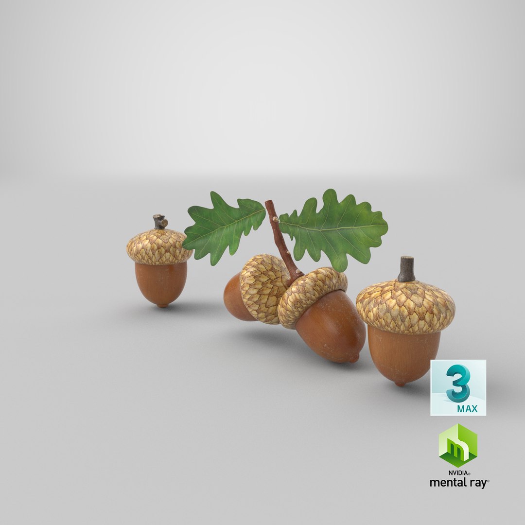 Acorns 3D - TurboSquid 1335138