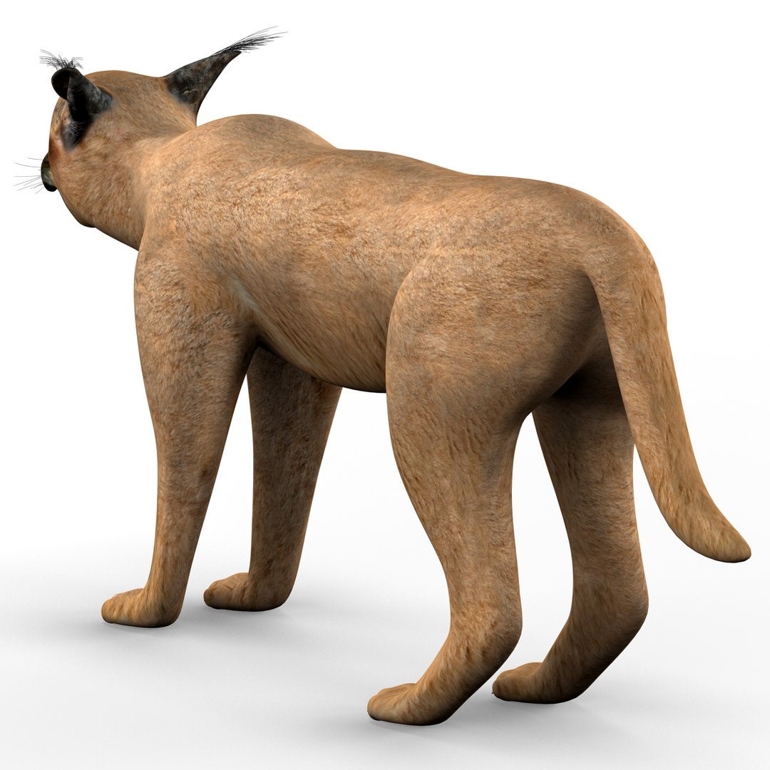 3d Model Caracal Modeled