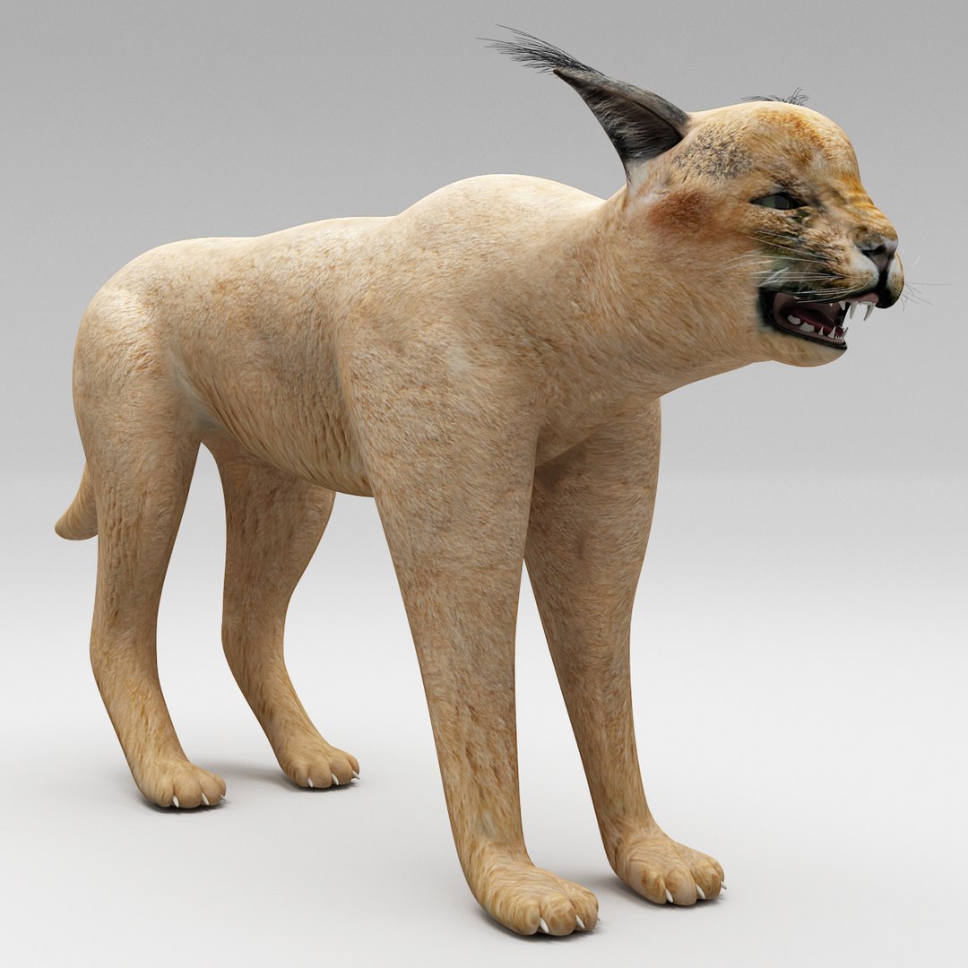3d Model Caracal Modeled