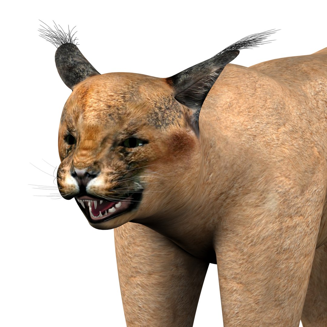 3d Model Caracal Modeled