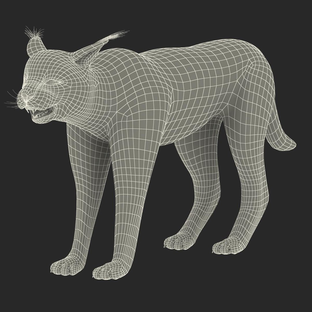 3d Model Caracal Modeled