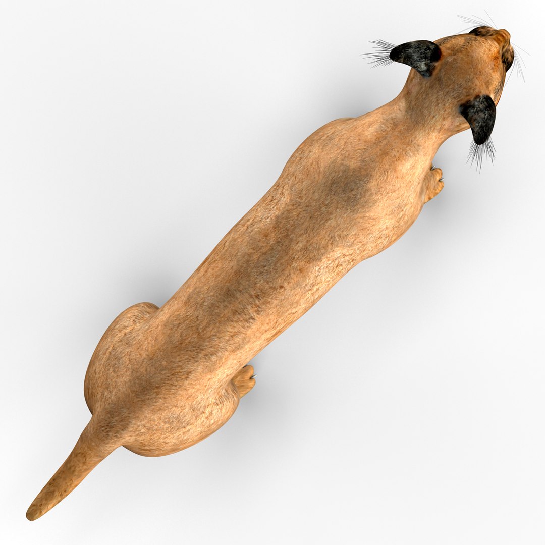 3d Model Caracal Modeled