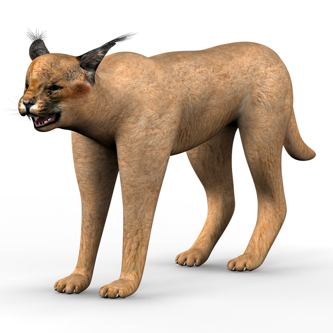 3d Model Caracal Modeled