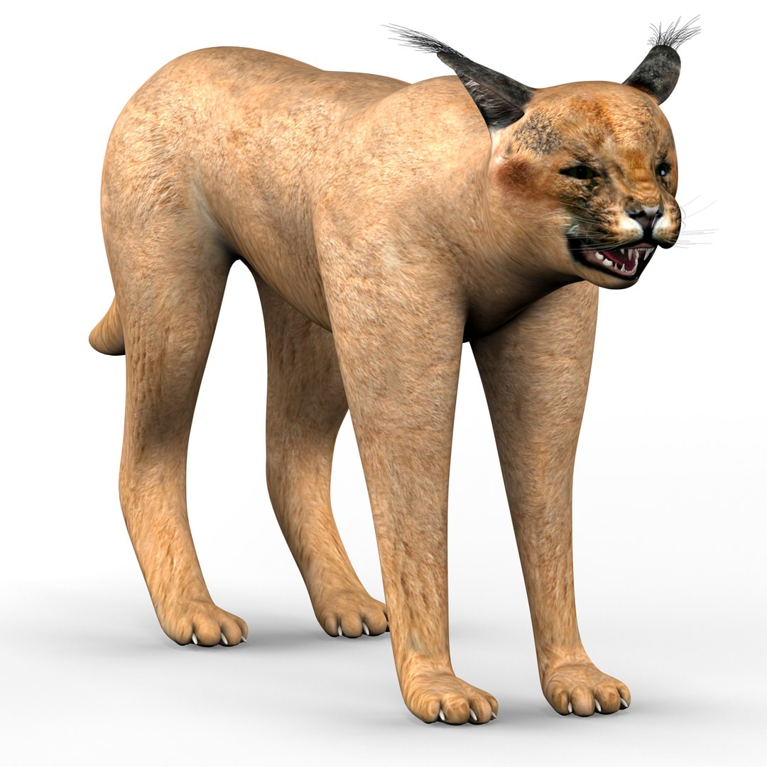 3d Model Caracal Modeled