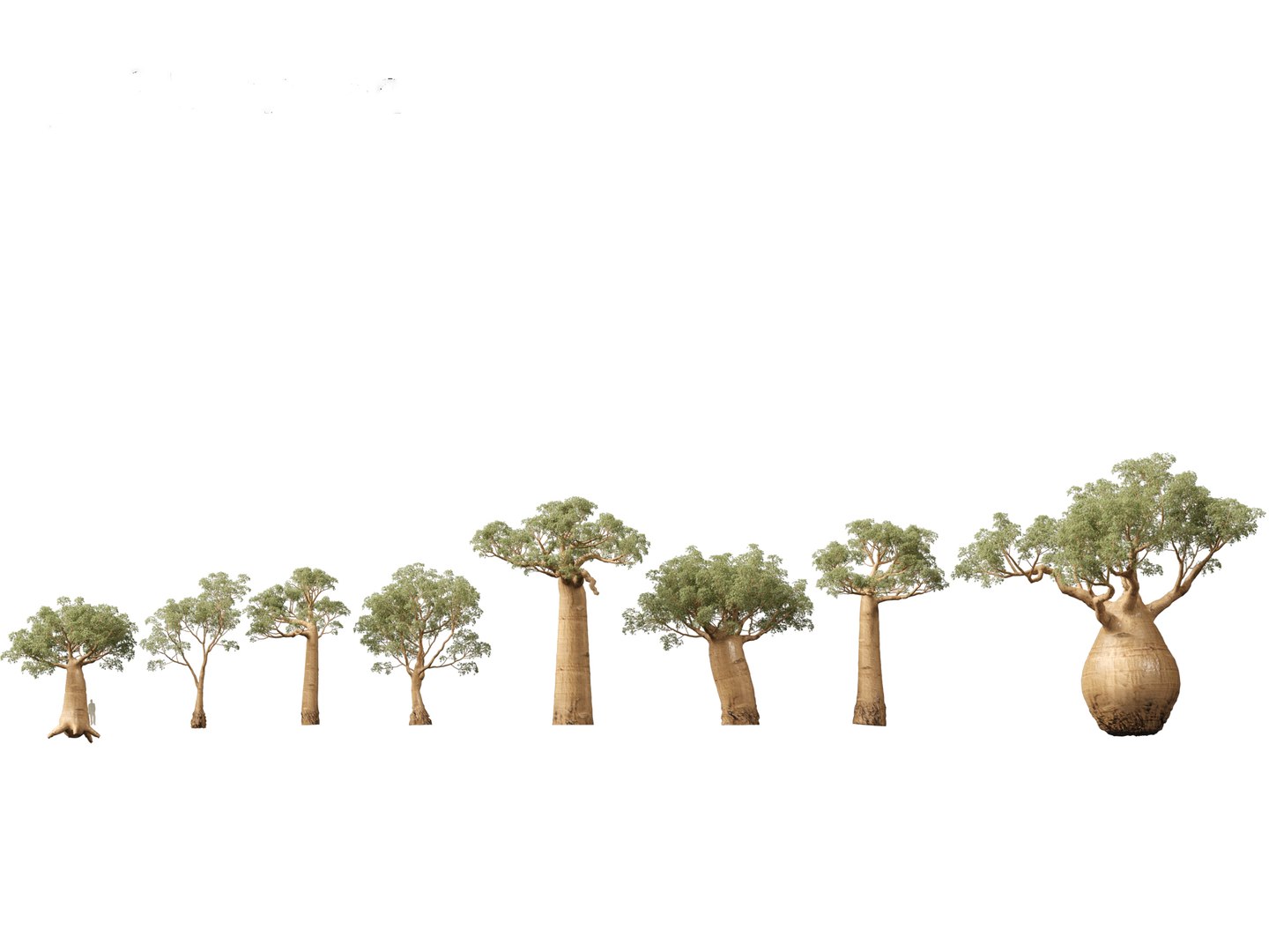 3D Adansonia Digitata - Baobab 01-04 Model - TurboSquid 2147393