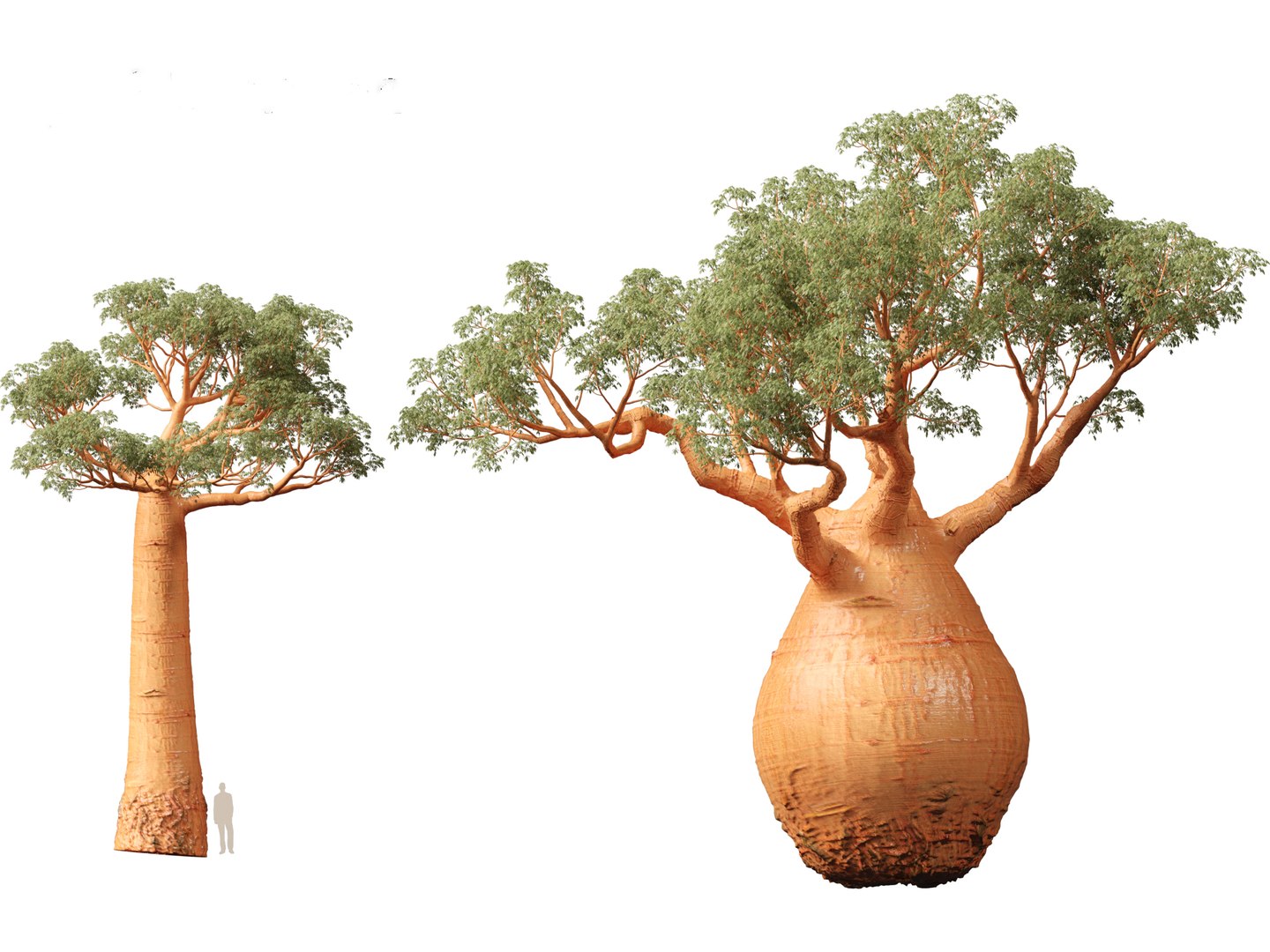 3D Adansonia Digitata - Baobab 01-04 Model - TurboSquid 2147393