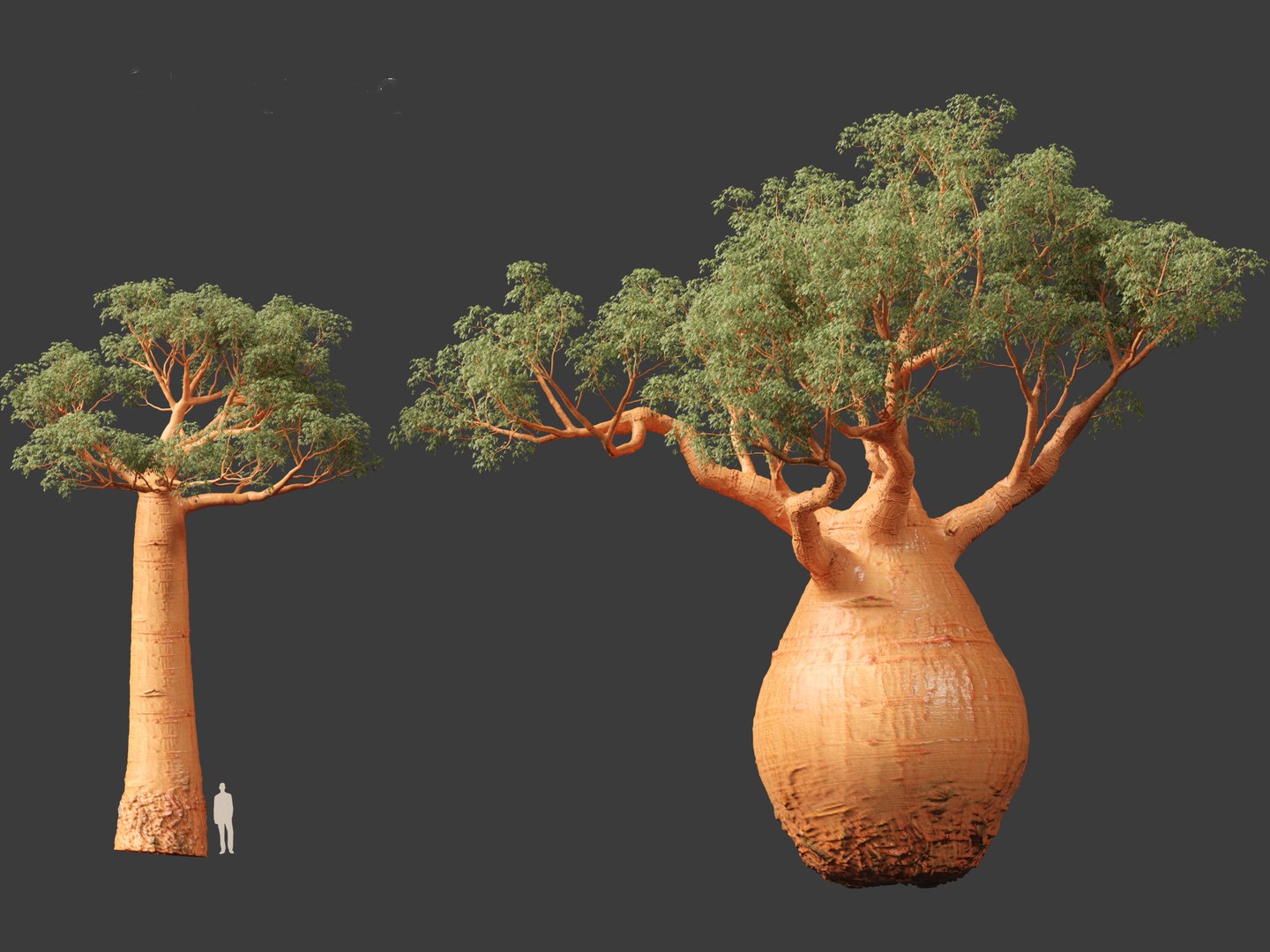 3D Adansonia Digitata - Baobab 01-04 Model - TurboSquid 2147393