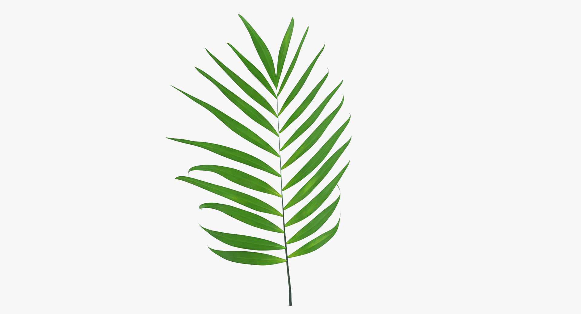 Chico Photorealistic 3D Model - TurboSquid 1439059