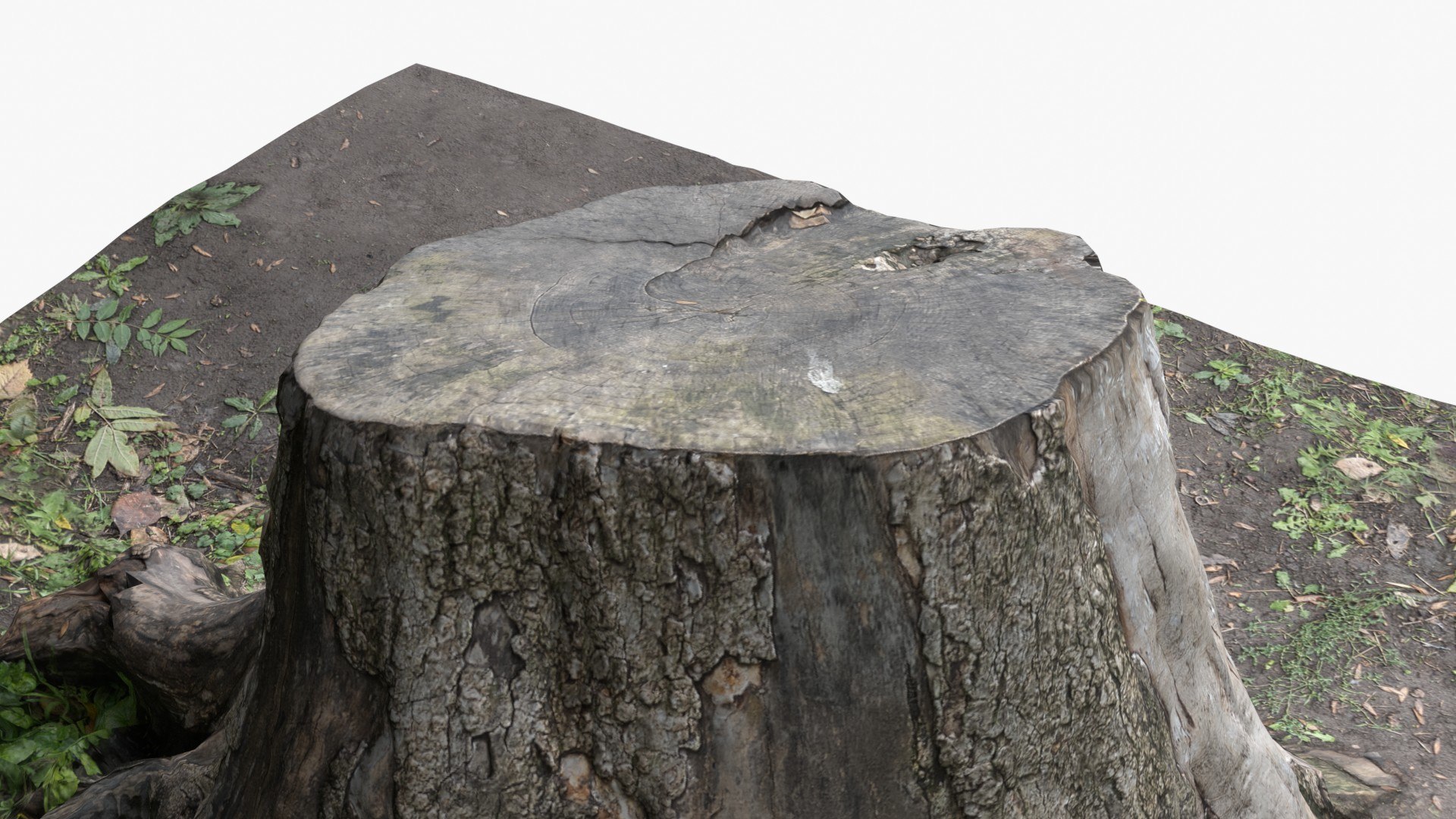 Tree Stump PBR Scan Retopo Model - TurboSquid 1802141
