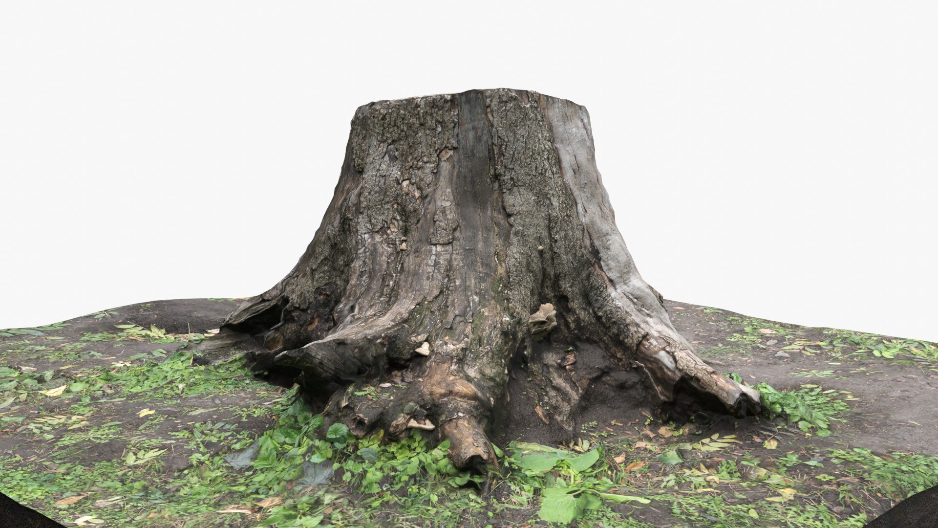 Tree Stump PBR Scan Retopo Model - TurboSquid 1802141