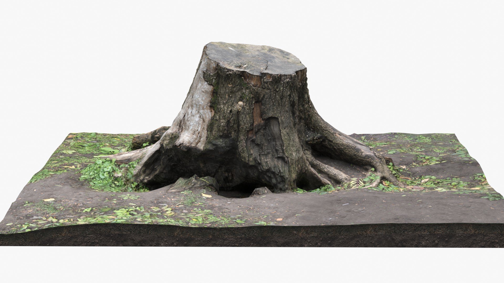 Tree Stump PBR Scan Retopo Model - TurboSquid 1802141