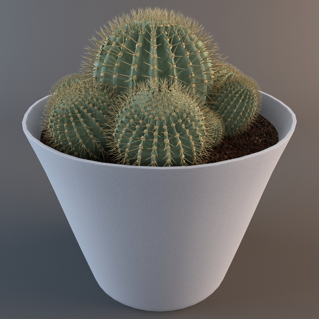 max epiphyllum cactus plant 2