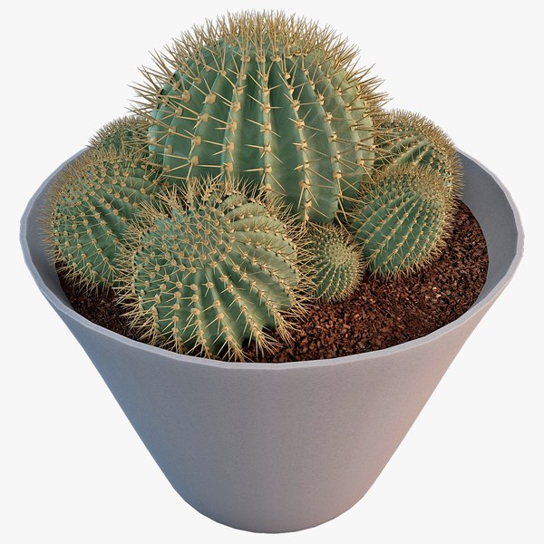 3d cactus cereus