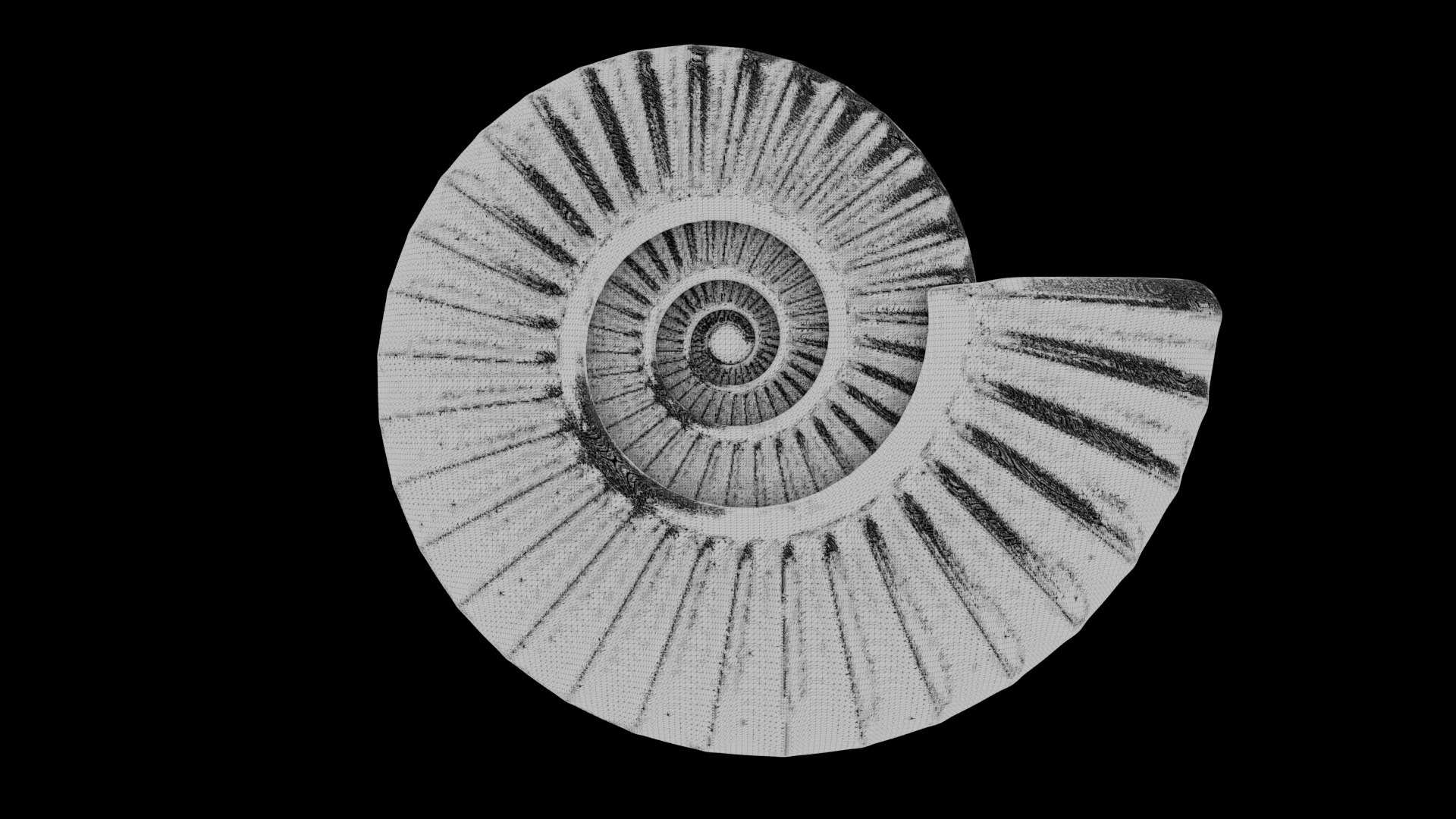 3D Sub Evolute Ammonoid Shell With Ventral Furrow - TurboSquid 2290975