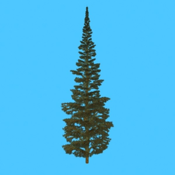 pine tree 3d model