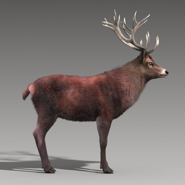 red deer stag 3 max