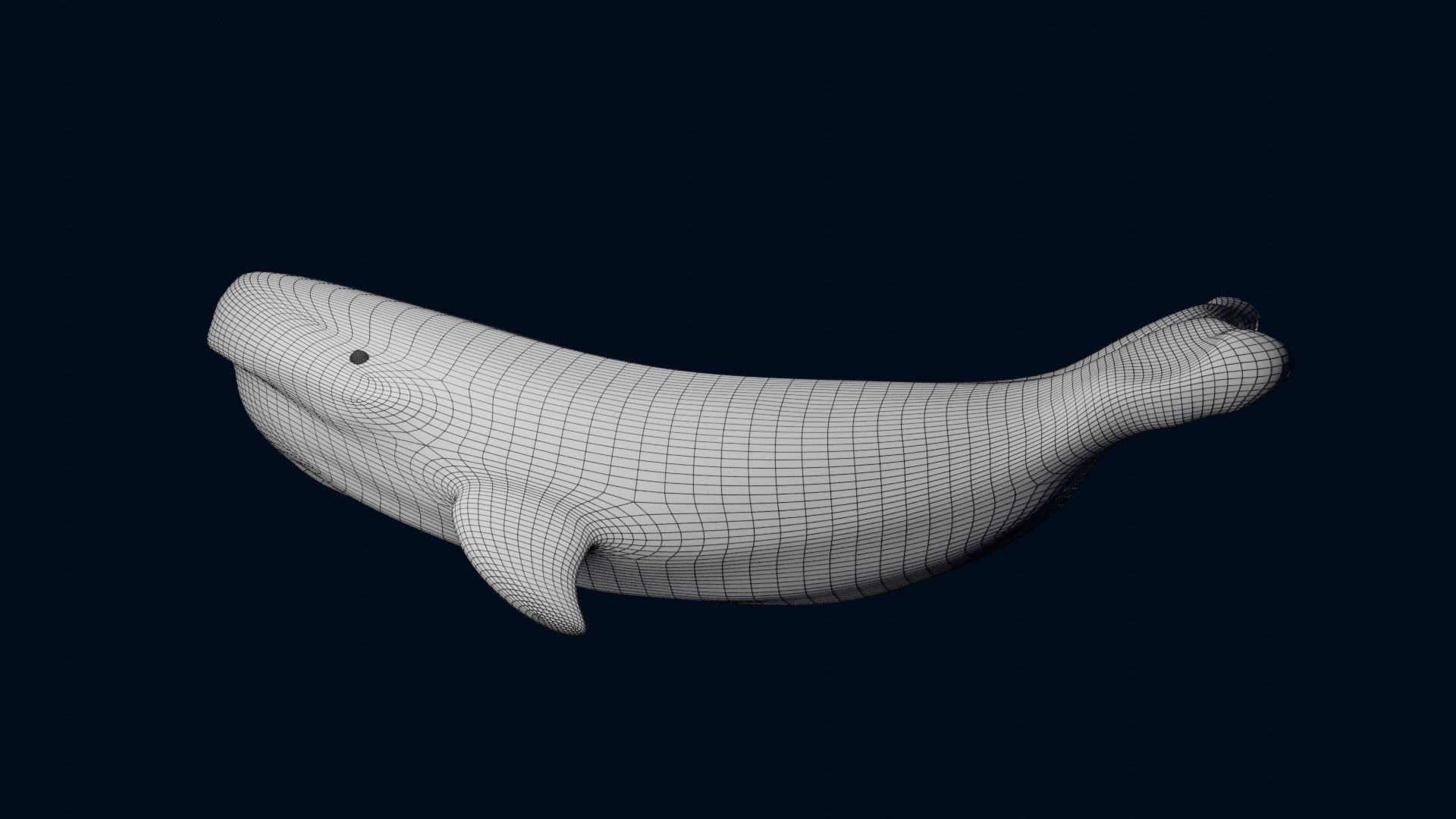 Whale 3D Model 3D Model - TurboSquid 2017957