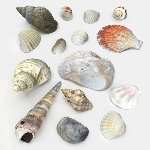 Seashell 3D Models for Download | TurboSquid