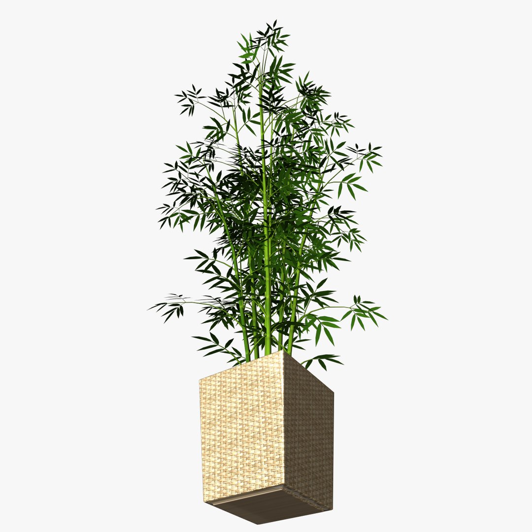 bamboo plant 3d max