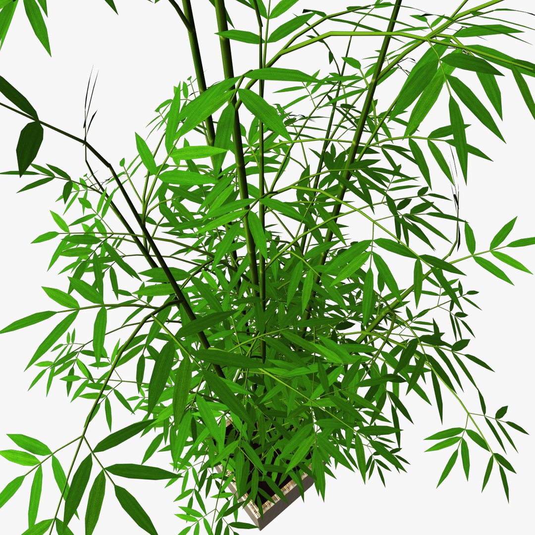 bamboo plant 3d max