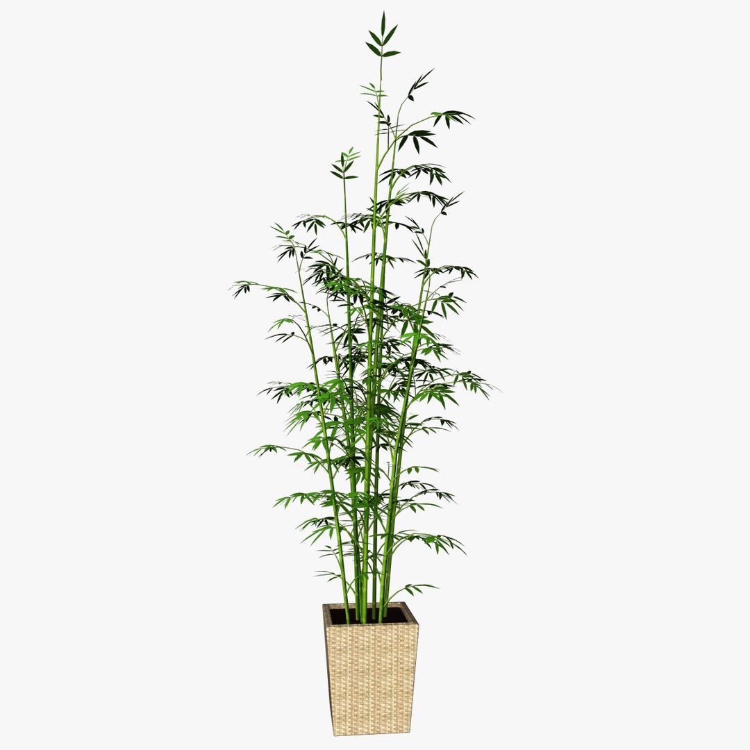 bamboo plant 3d max