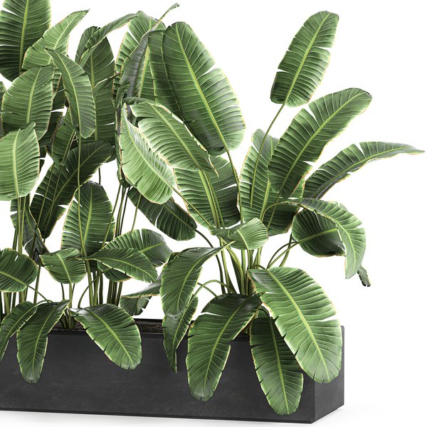 3D banana interior - TurboSquid 1649850