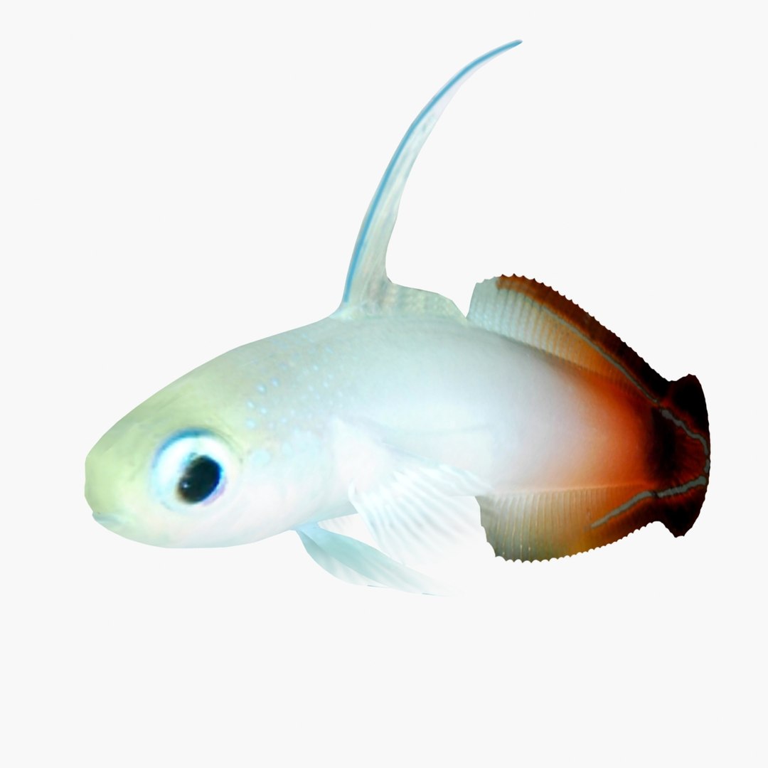 3ds max fish aquarium