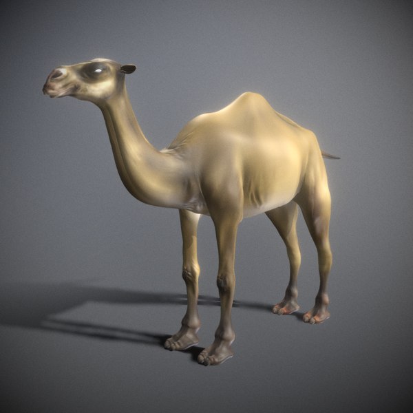Camel Blender Models for Download | TurboSquid