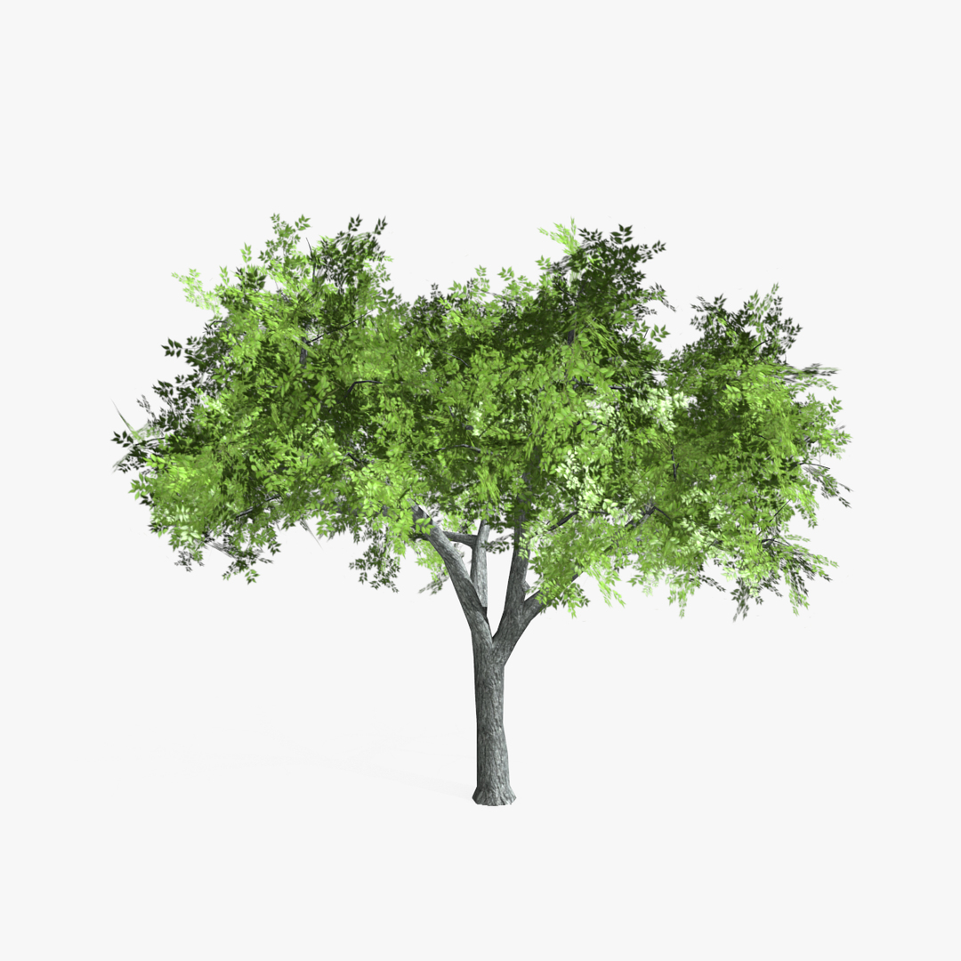 Elm Tree 3d Max