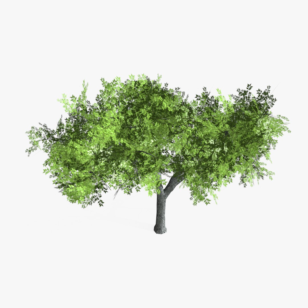 Elm Tree 3d Max